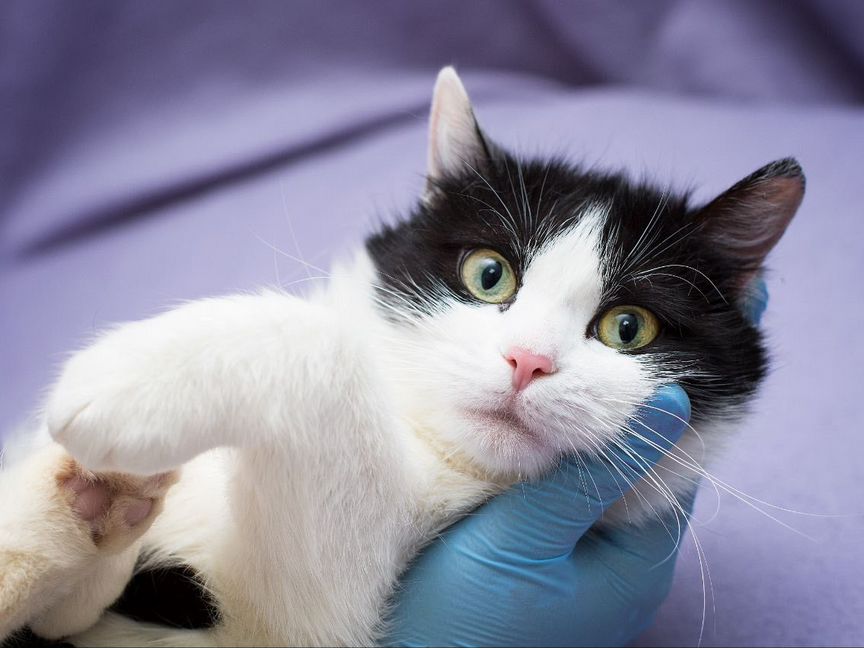 Кошечка ласкуша