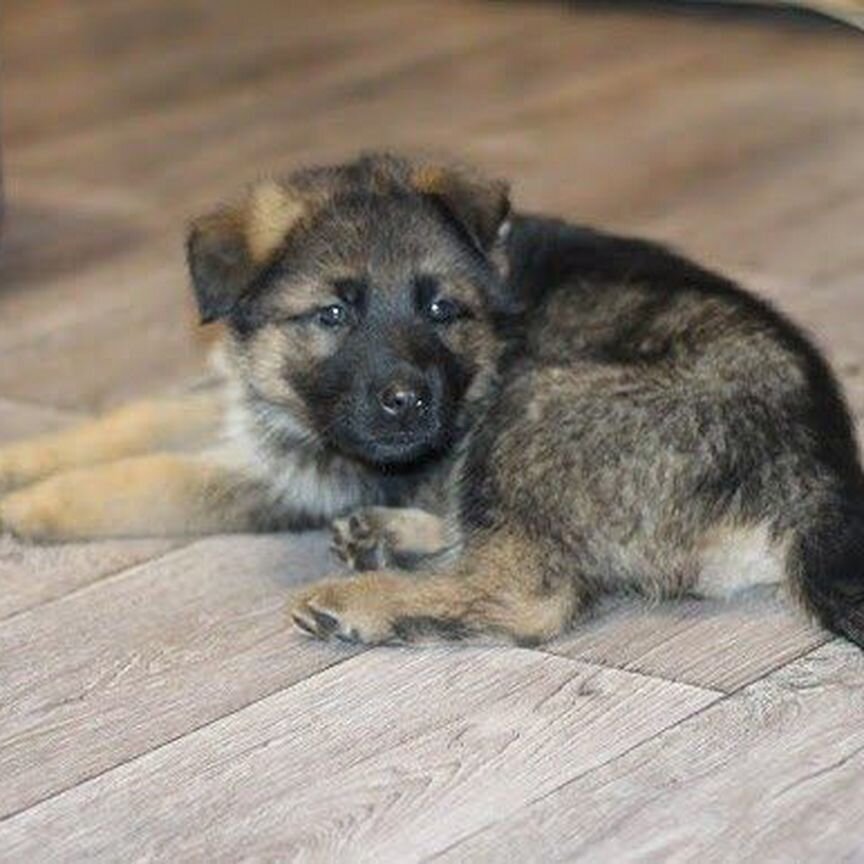 Чистокровные щенки немцев