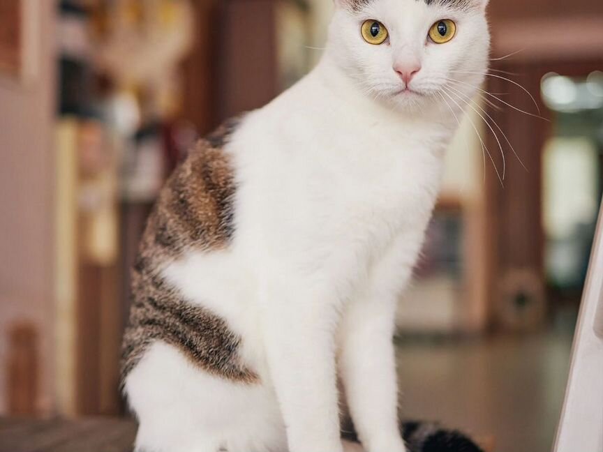 Молодой котик ищет любимых хозяев