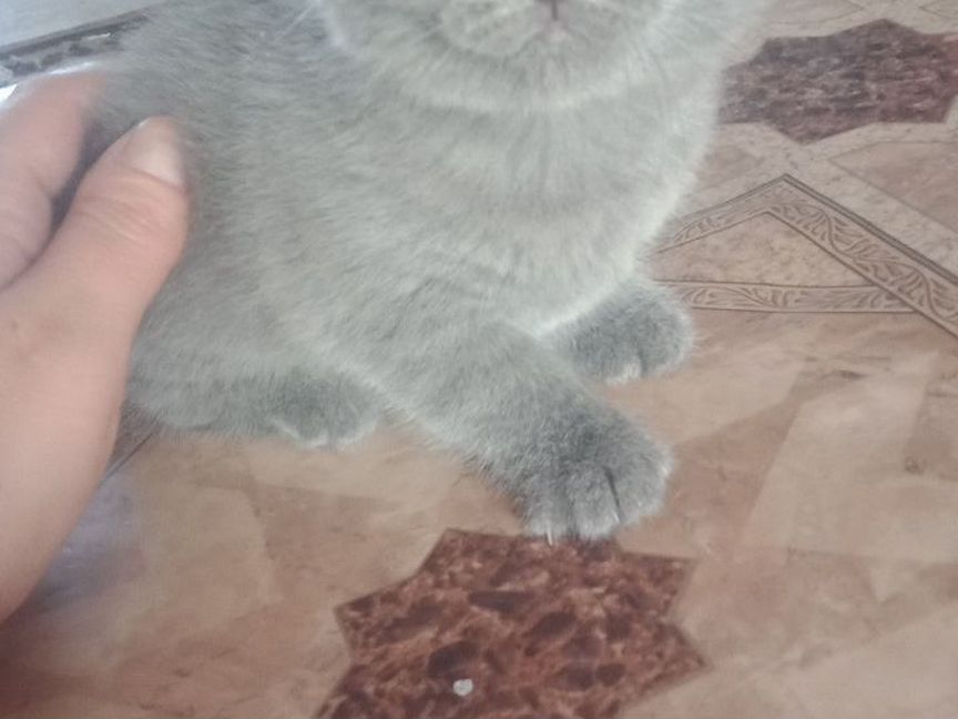 Шотландские прямоухие котята