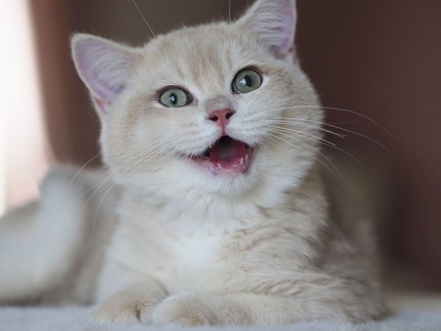 Британский котенок су12