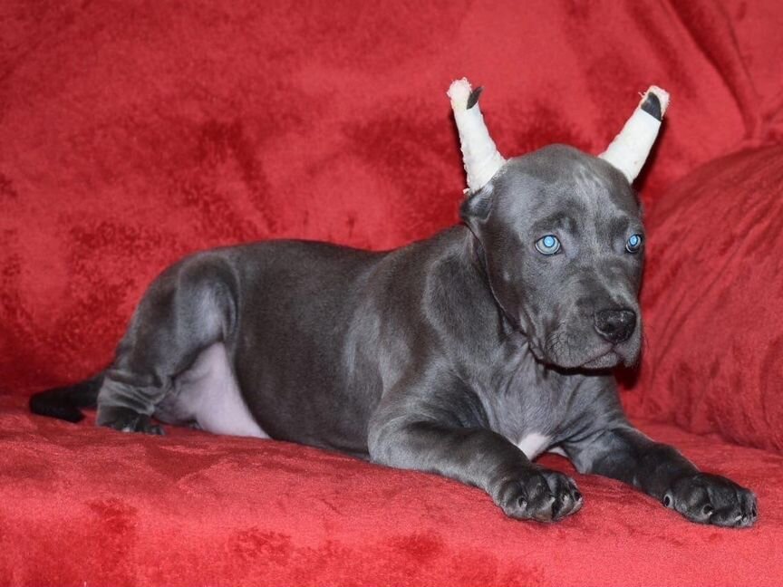 Голубая мечта. Прайтер