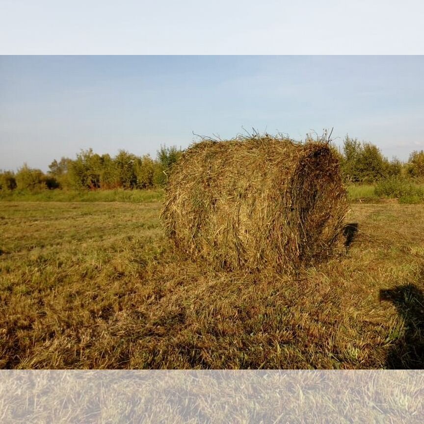 Сено в рулонах