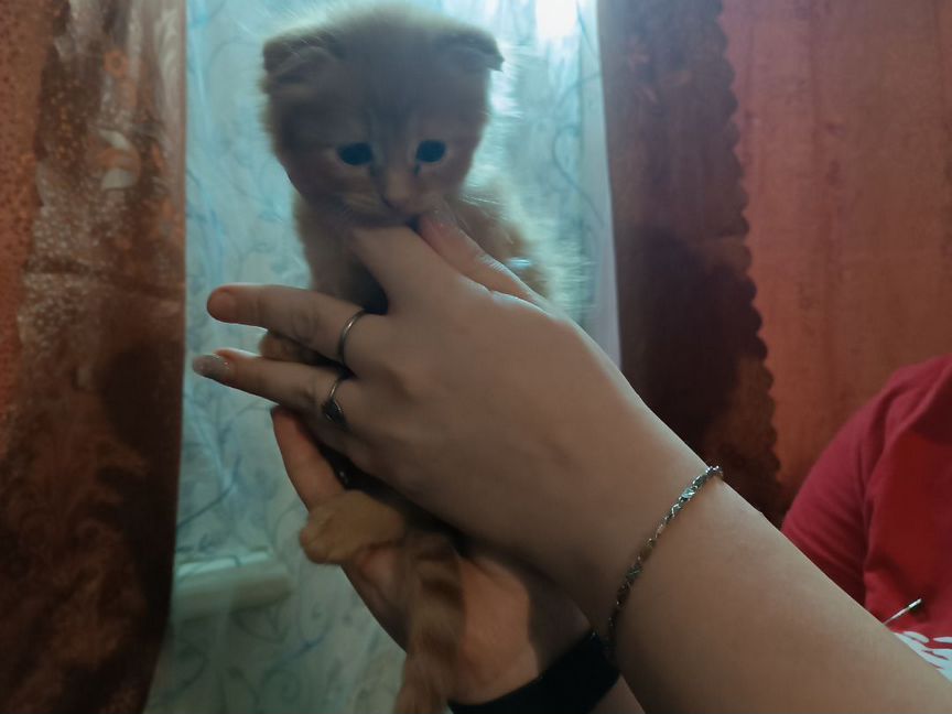 Кошки в добрые руки вислоухие