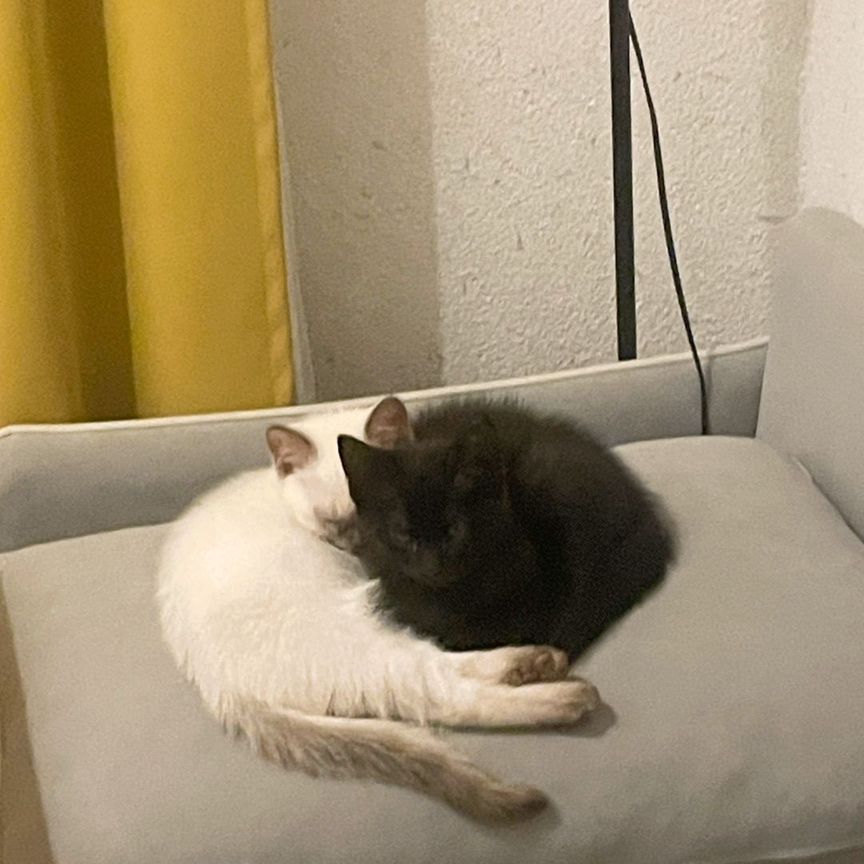 Маленькие хвостики