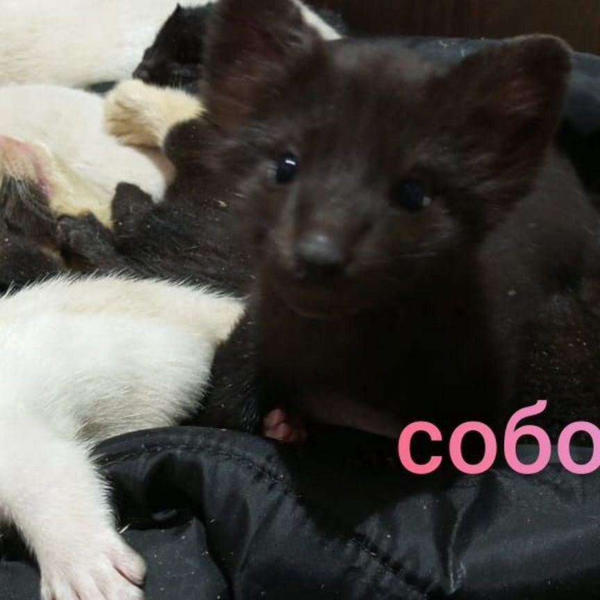 Норка, соболь, хорек