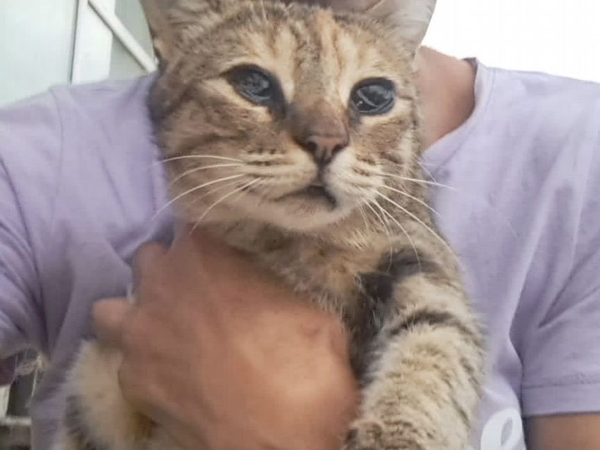 Слепая кошка в добрые руки