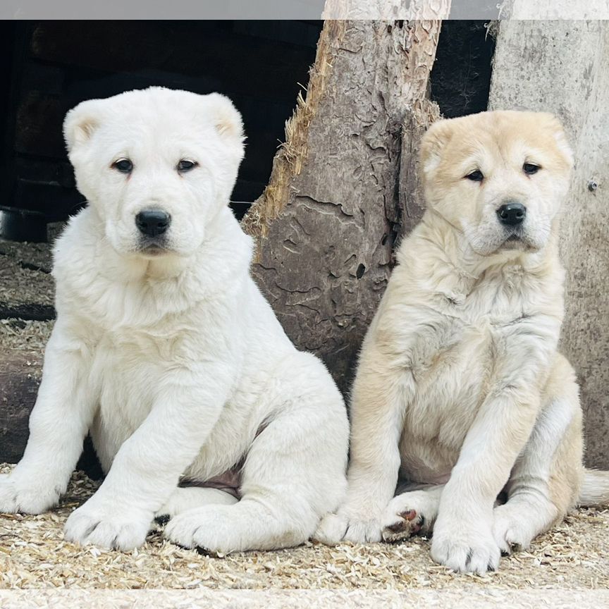 Среднеазиатская овчарка, щенок