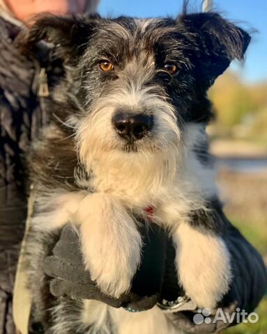 Ежик небольшой, молодой и ласковый песик