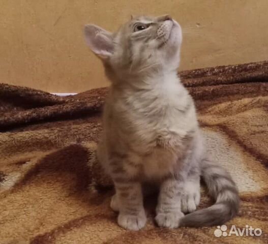 Котёнок ищут дом