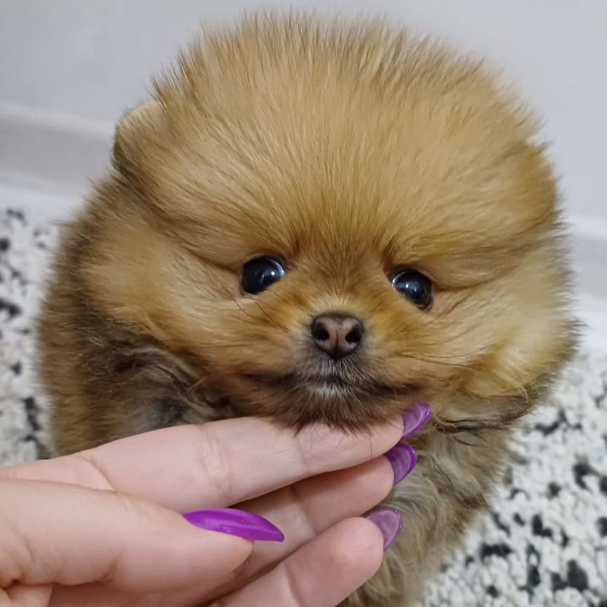 Шпиц микро рыжулька