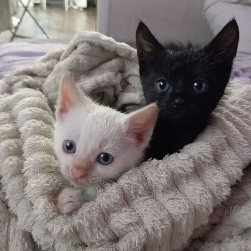 Ориентальный котёнок