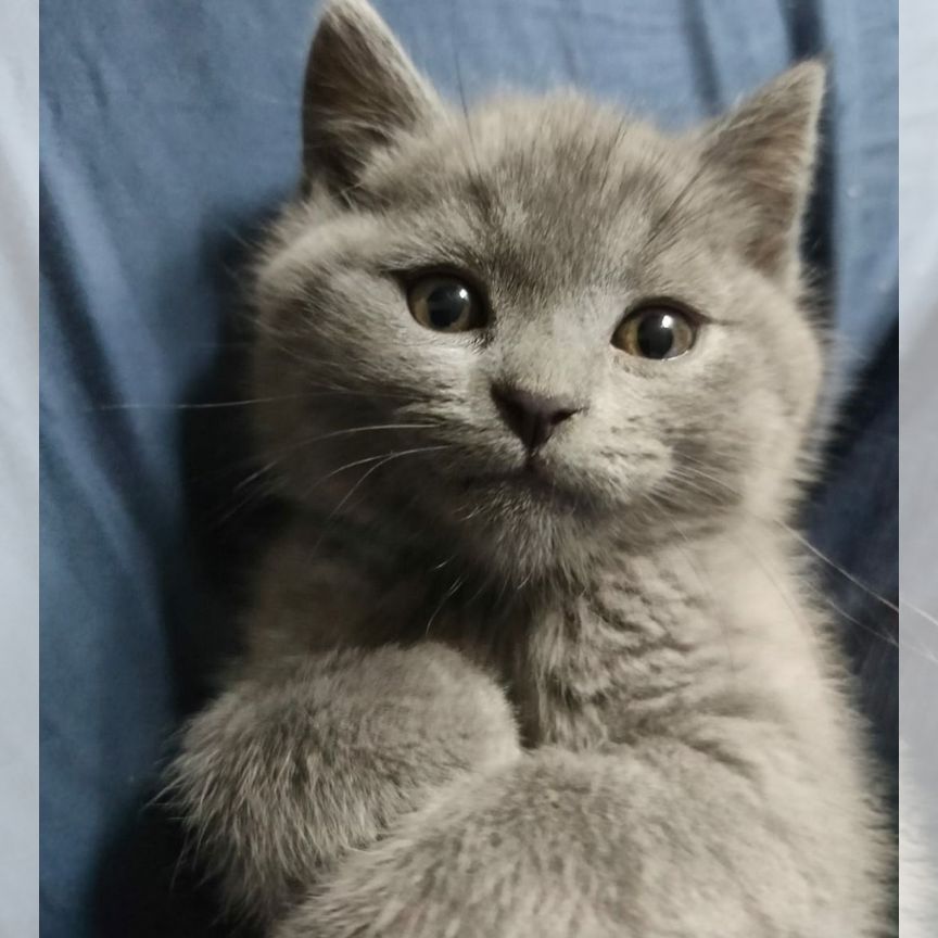 Котята медвежата