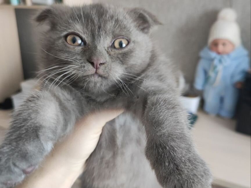 Британские вислоухие котята серые мальчики