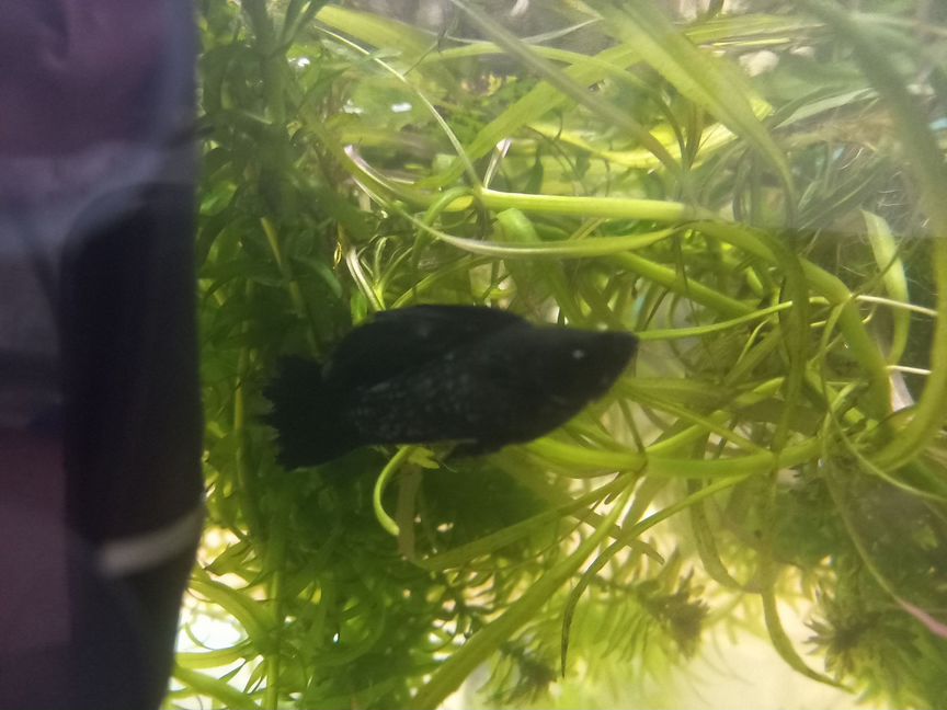 Веллиферы и малинезии