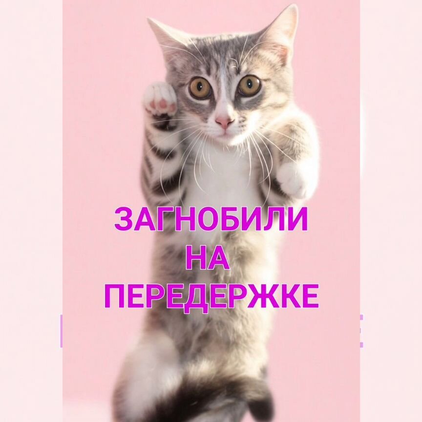 Взрослая, кошка в добрые руки