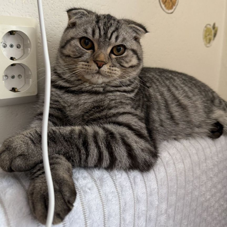 Шотландский вислоухий длинношёрстный котёнок