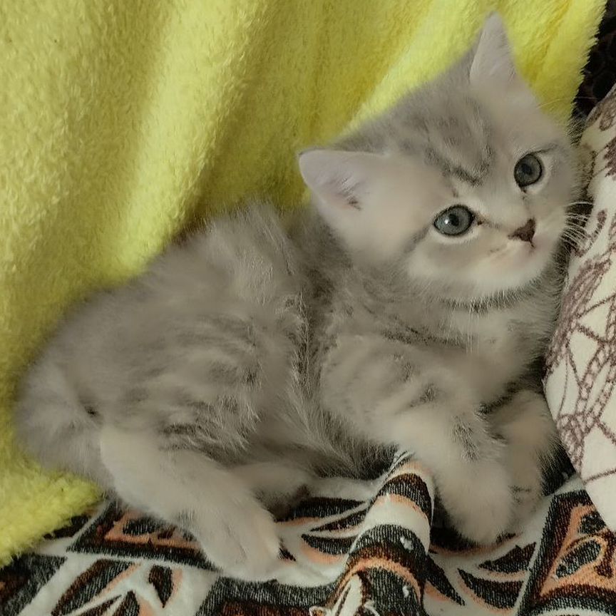 Шотландский прямоухий короткошёрстный котёнок