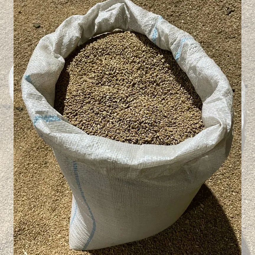 Продам пшеницу