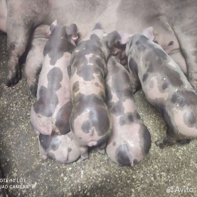Поросята породы Пьетрен