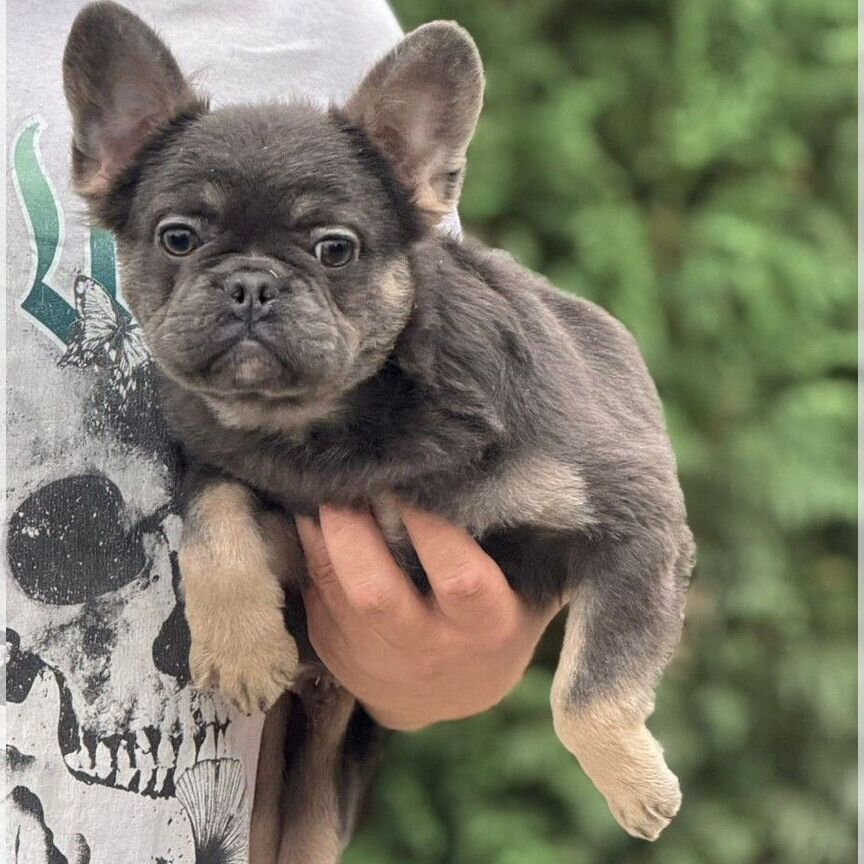 Французский бульдог пушистик