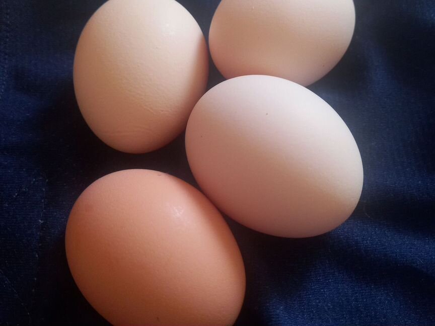 Инкубационное яйцо кур