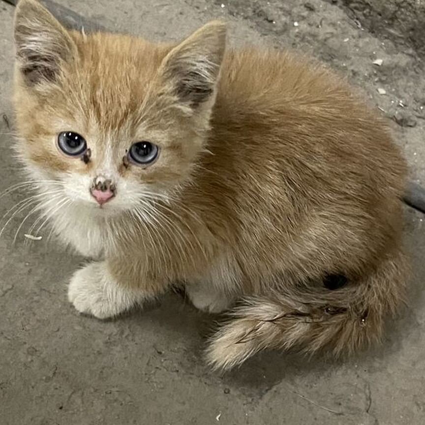 Котёнок от частного владельца