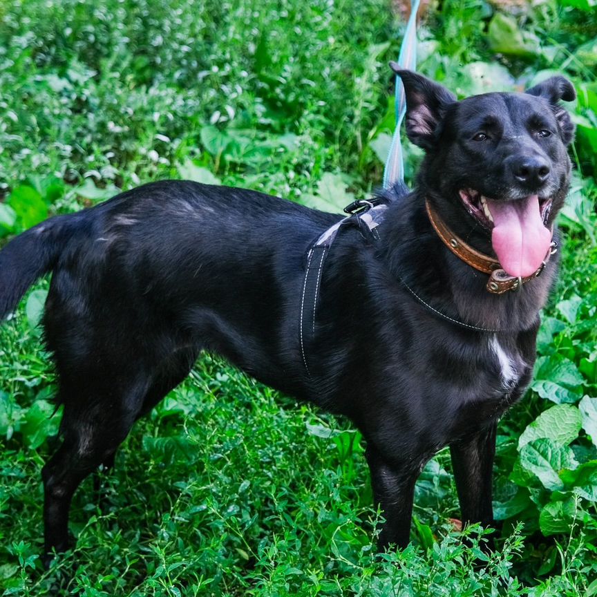 Майя активная собака в дар