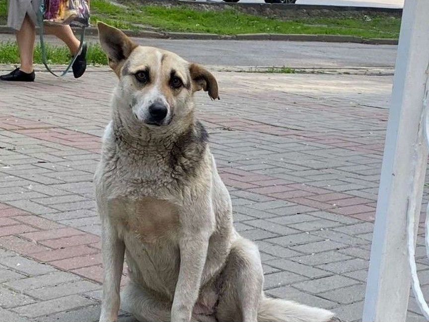 Собака девочка потерялась