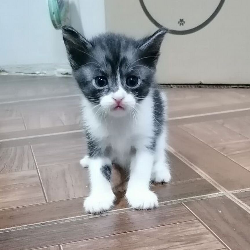 Котёнок в добрые руки
