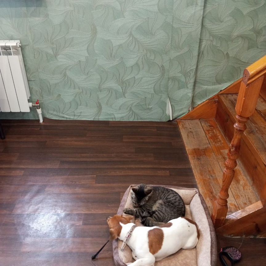 Отдам в добрые руки Джек рассел