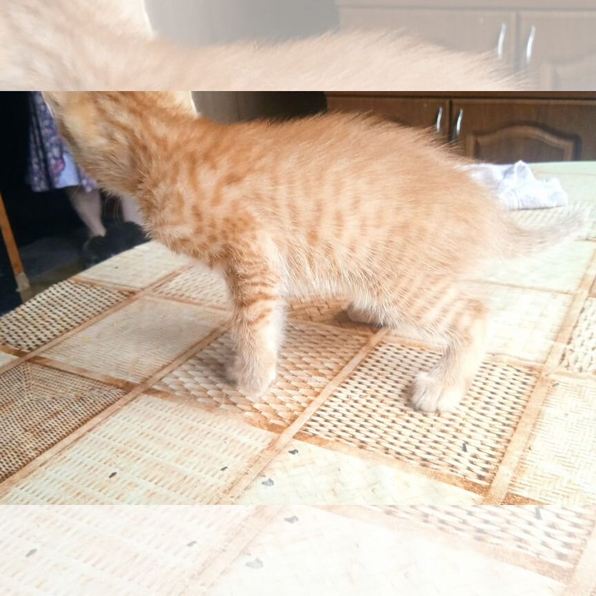 Манчкин котёнок