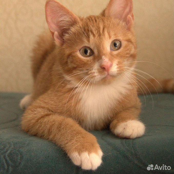 Рыжий котенок Толик
