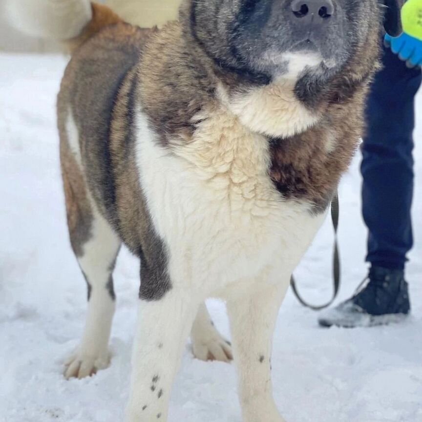 Ищет дом Джош