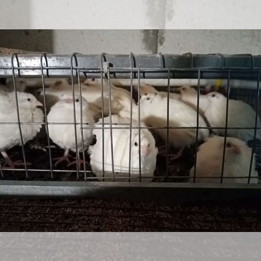 Клетка для перепелов