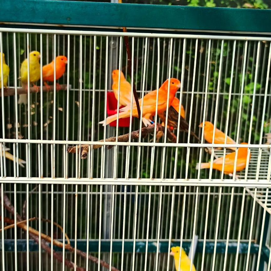 Кенара и канарейки с клеткой