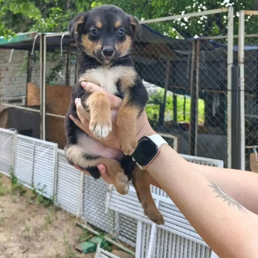 Щенок в добрые руки