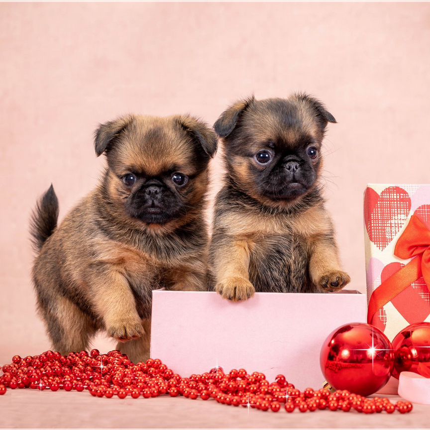 Пти-брабансон, щенок