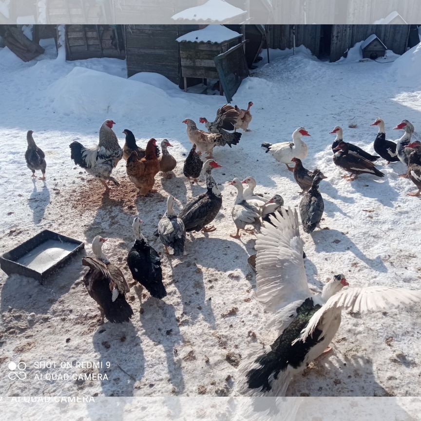 Селезень индоутки, Петухи