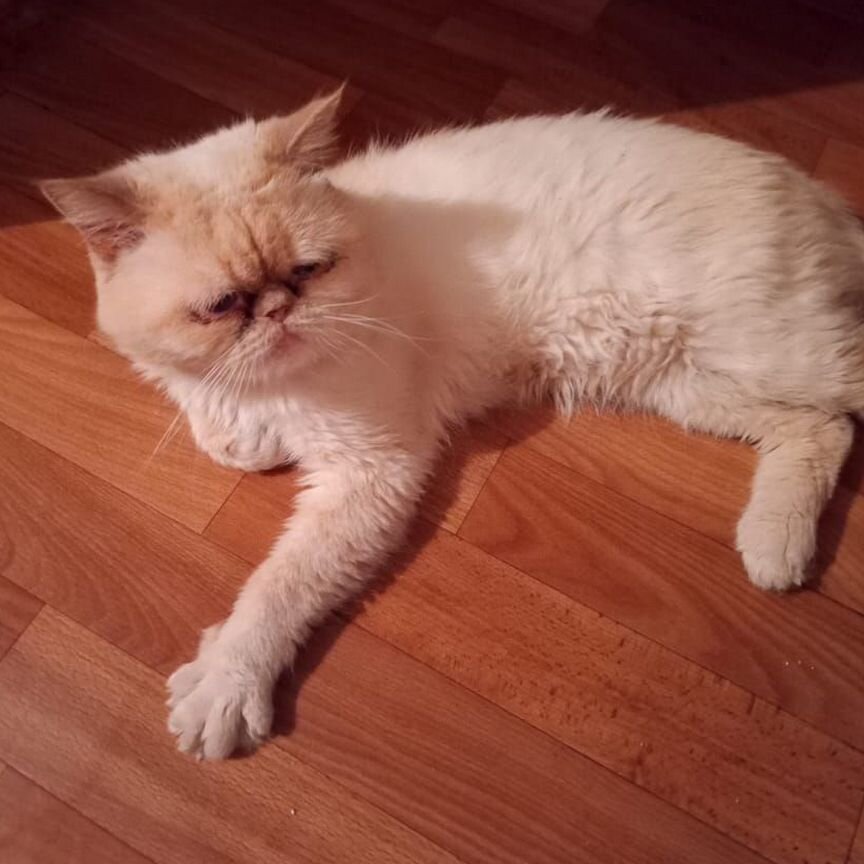 Персидский, взрослый кот