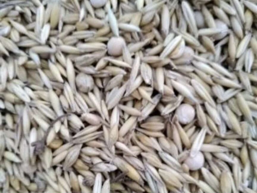 Овёс с горохом