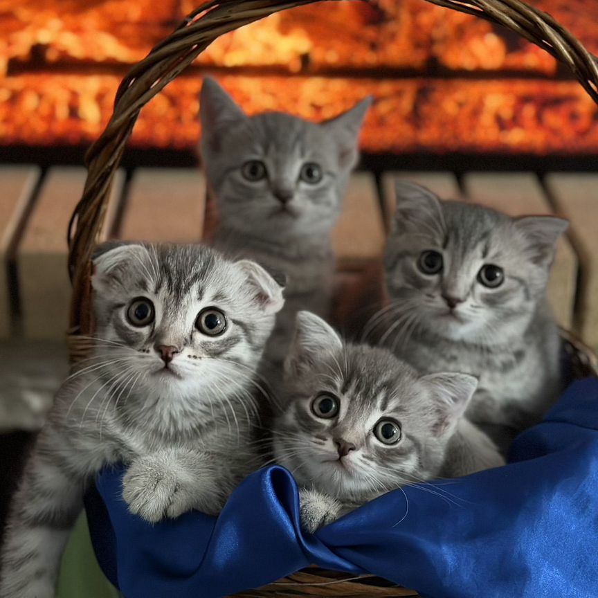 Продам котят Британцы