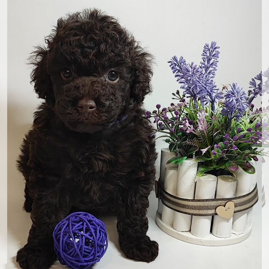 Той-пудель, щенок