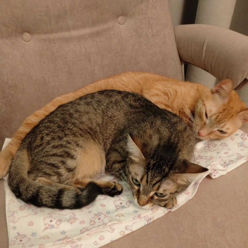Кошка