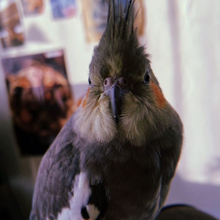 Попугай корелла