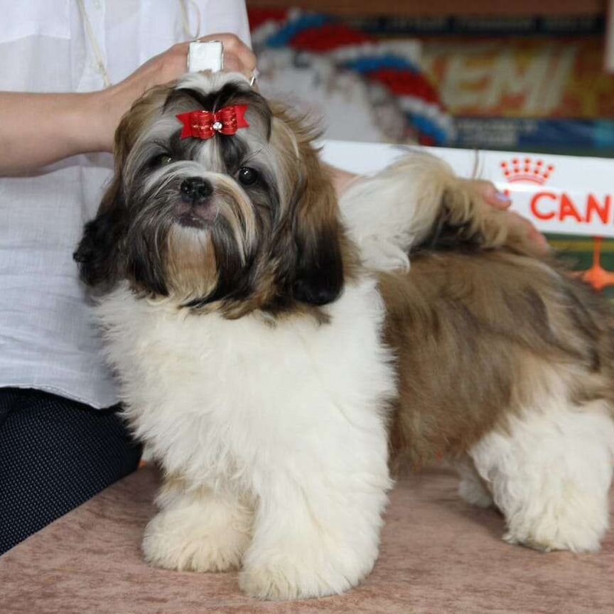 Ши-тцу щенки