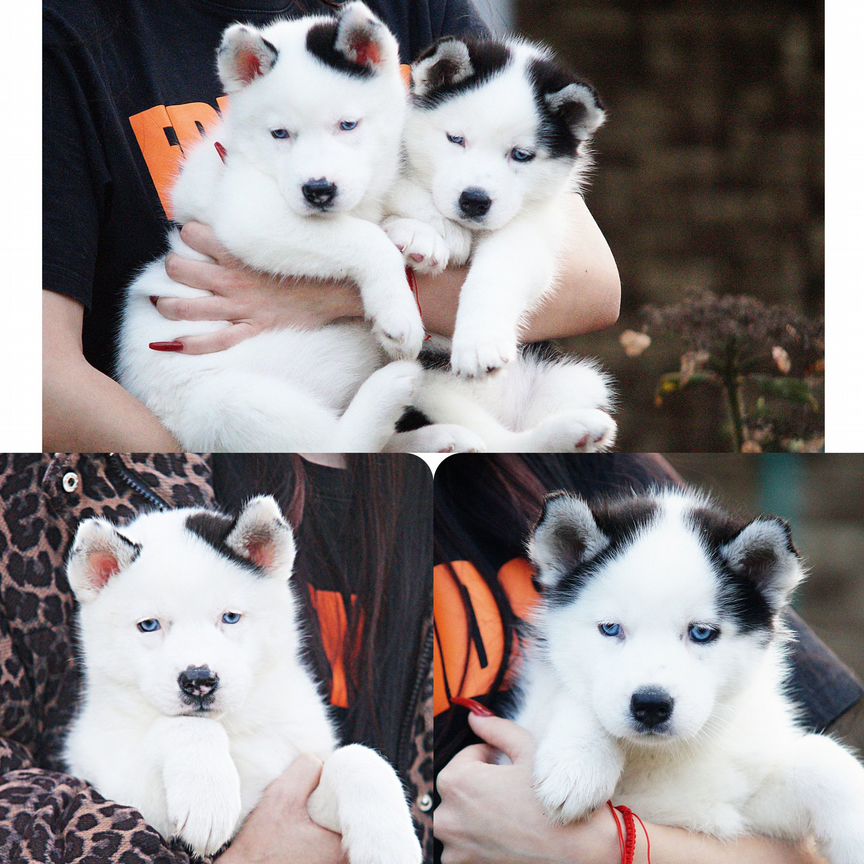 Сибирский хаски, щенок