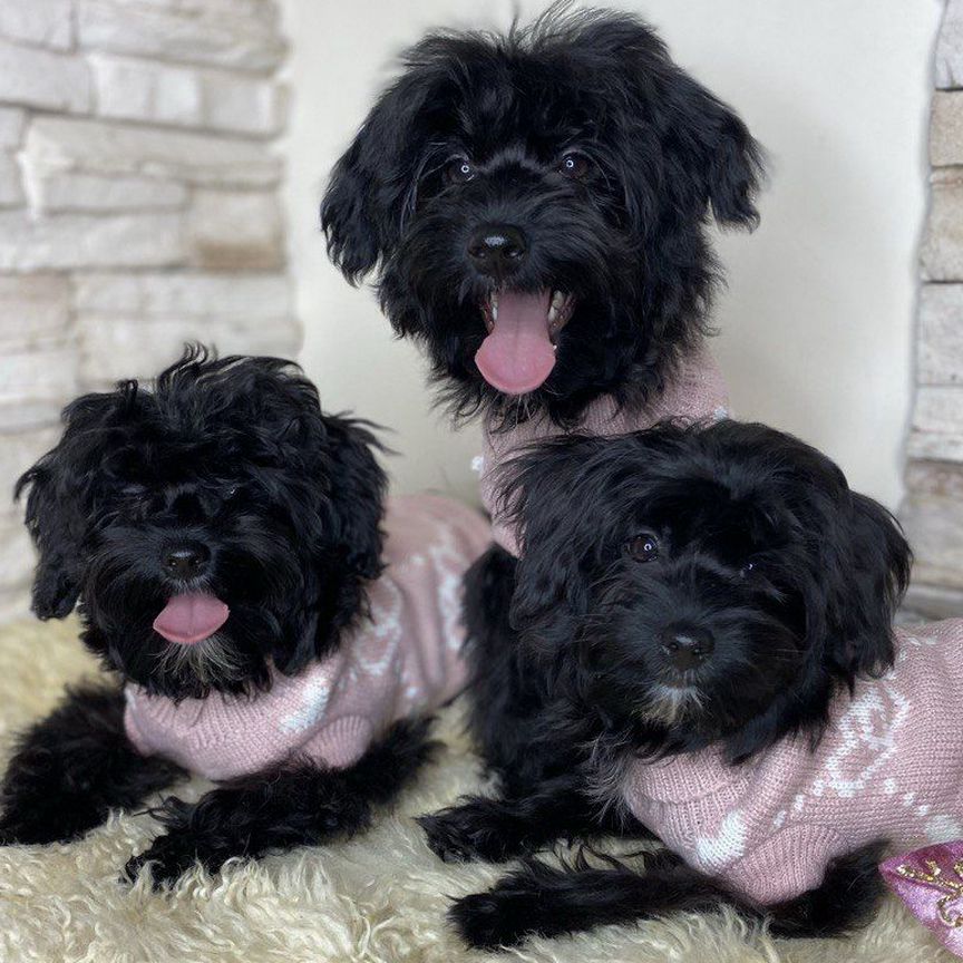 Мальтипу, щенок