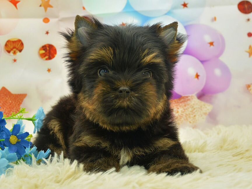 Цветной йорк, мини мальчик Лорд