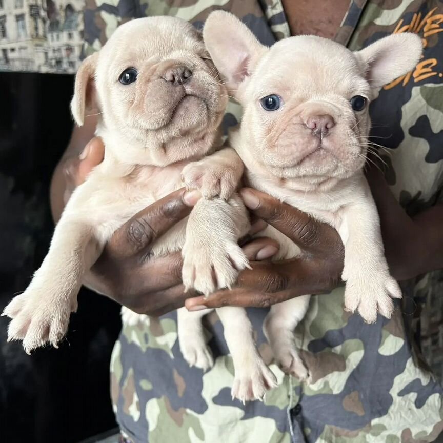 Французский бульдог, щенок